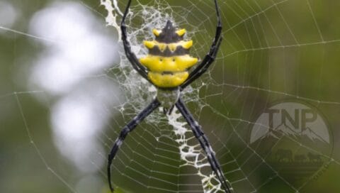 Madagascar Bugs: Exploring the Island's Insect Kingdom - The Nature ...