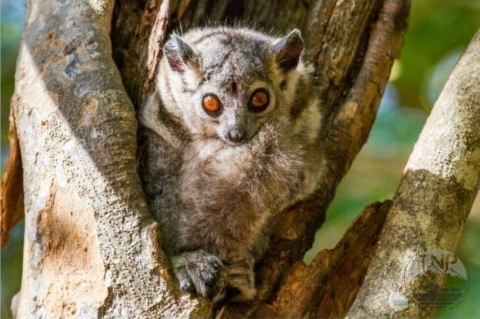 Exploring the Rich Diversity of Madagascar Animals - The Nature Project ...